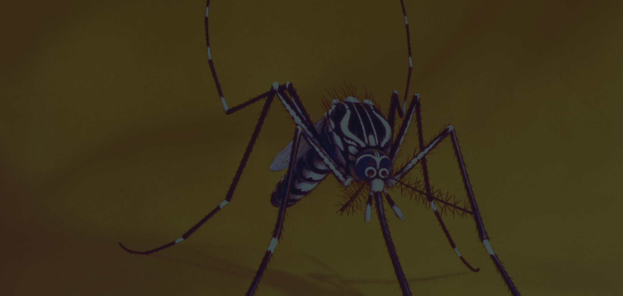 Epidemics That Didn't Happen | Yellow Fever